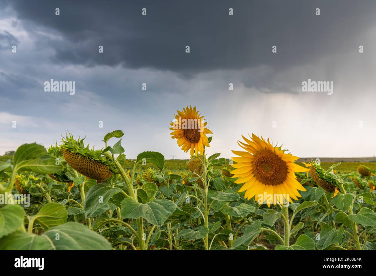 Incoming thunderstorm over a field of sunflowers Stock Photo - Alamy