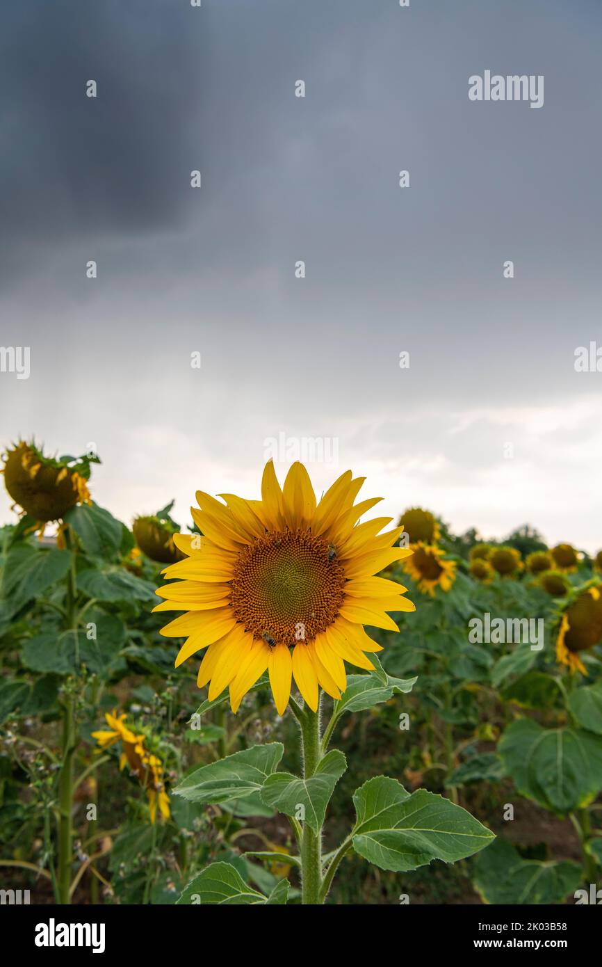 Incoming thunderstorm over a field of sunflowers Stock Photo - Alamy