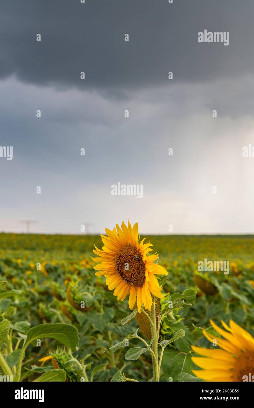 Incoming thunderstorm over a field of sunflowers hi-res stock ...