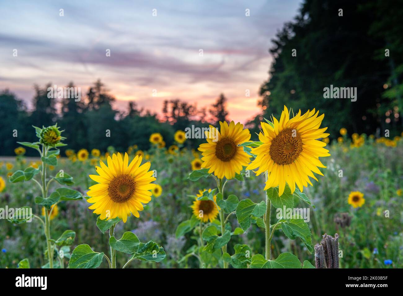 Sunflower field in the sunset Stock Photo - Alamy