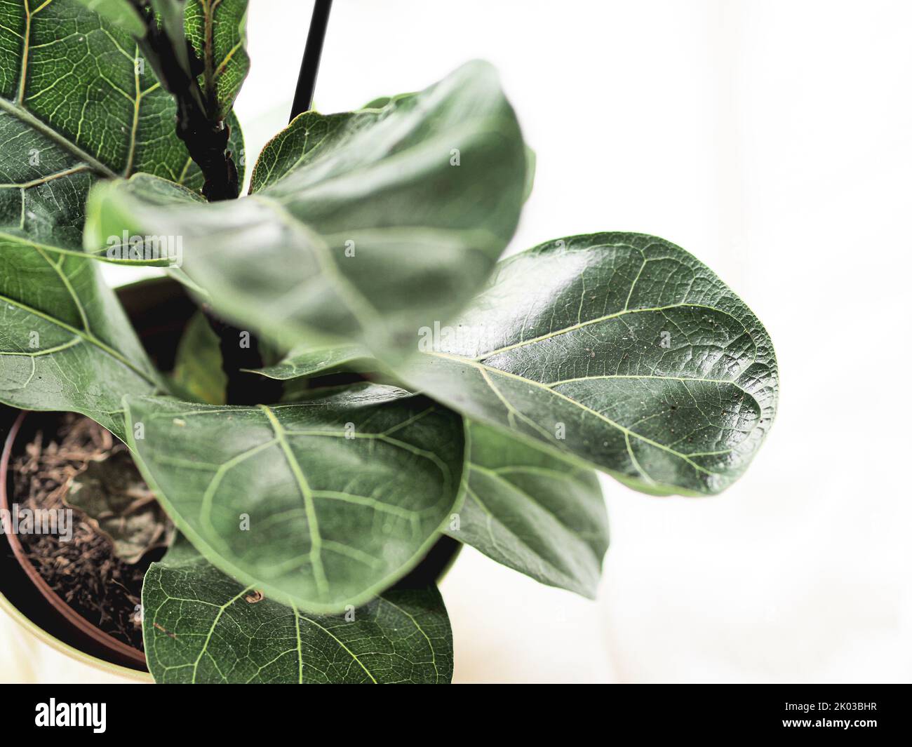 An indoor plant decoration isolated on a white background Stock Photo ...