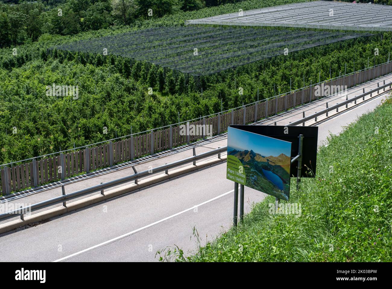 Apple orchard, fruit growing area, Algund, South Tyrol, Italy Stock ...
