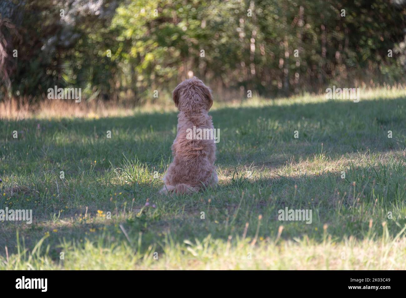 Dog looks into the distance Stock Photo - Alamy
