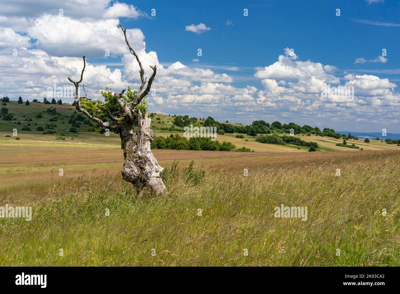 The Lange Rhön Nature Reserve in the core zone of the Rhön Biosphere ...