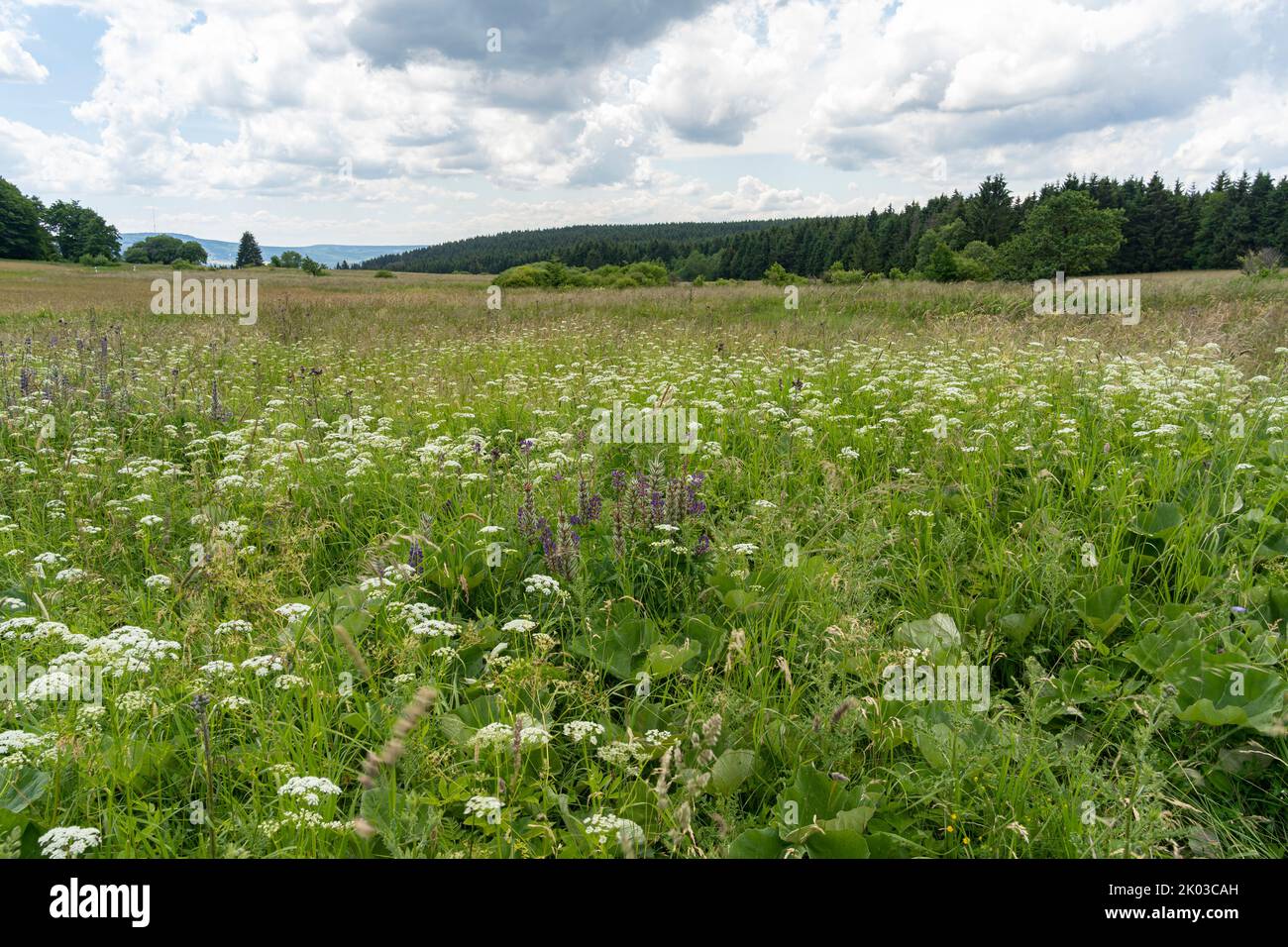 The Lange Rhön Nature Reserve in the core zone of the Rhön Biosphere ...
