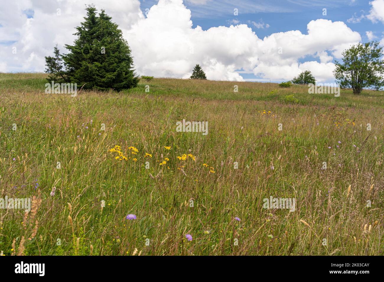 The Lange Rhön Nature Reserve in the core zone of the Rhön Biosphere ...