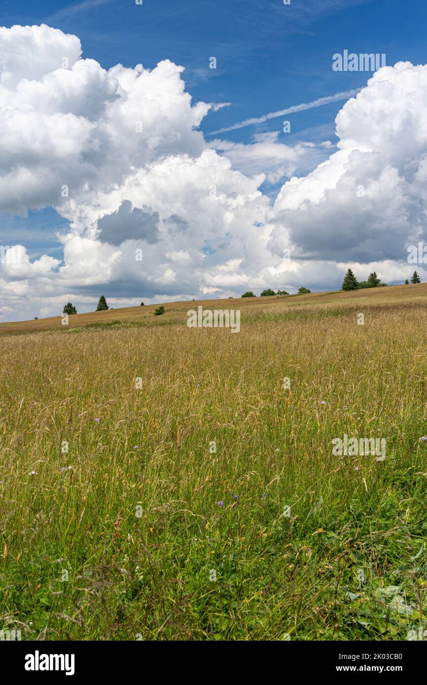 The Lange Rhön Nature Reserve in the core zone of the Rhön Biosphere ...