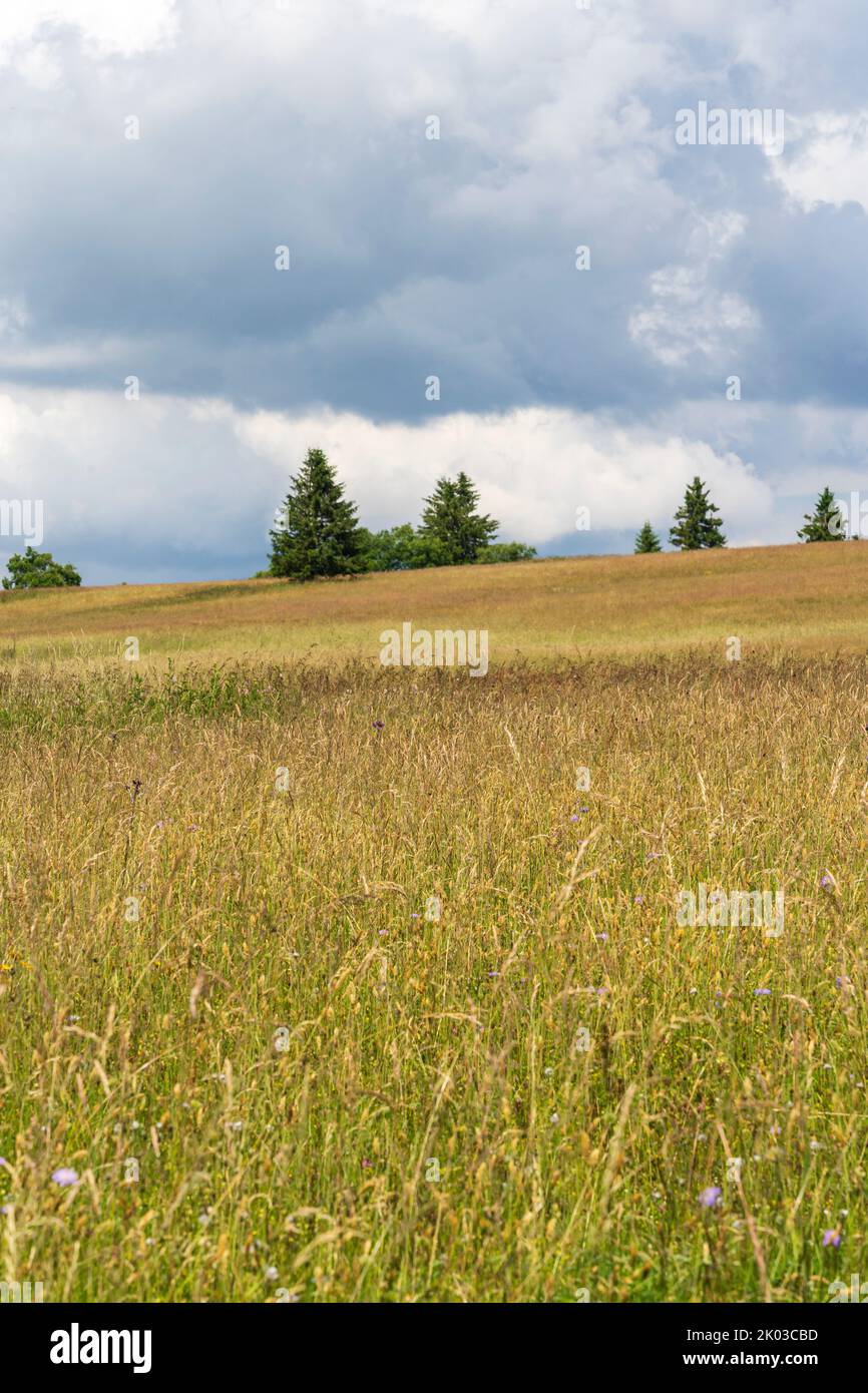 The Lange Rhön Nature Reserve in the core zone of the Rhön Biosphere ...
