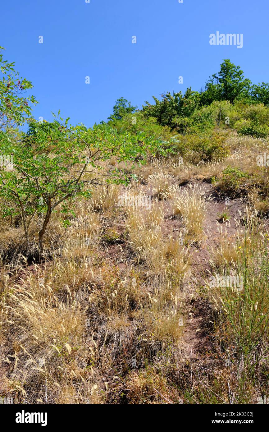 In dry grassland hi-res stock photography and images - Alamy