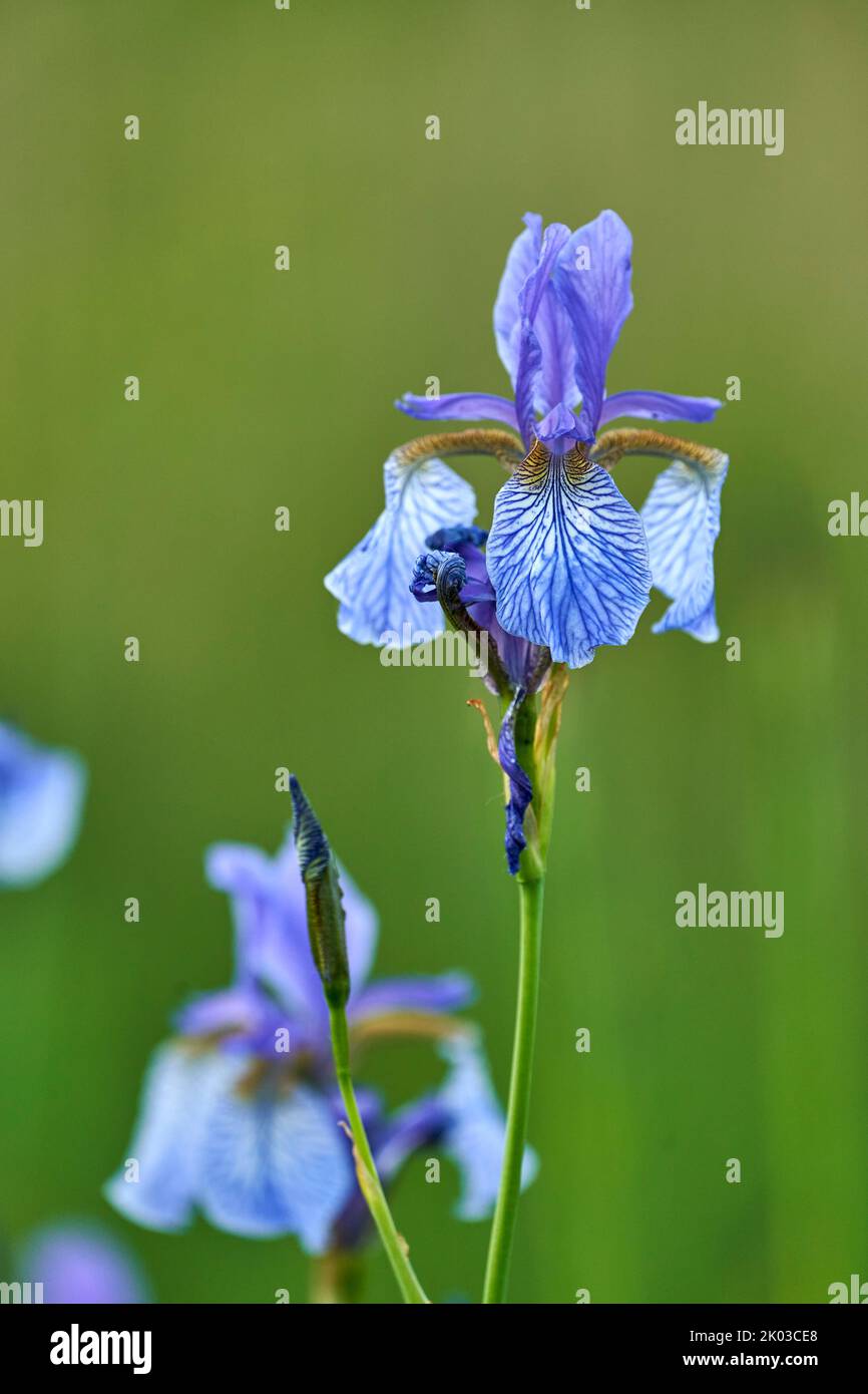 Siberian iris, meadow iris, Iris sibirica, iris Stock Photo - Alamy