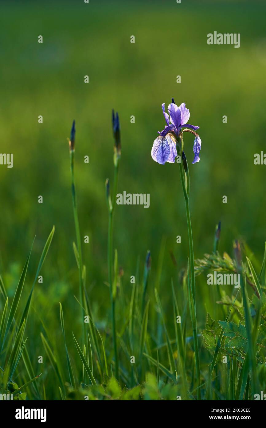 Siberian iris, meadow iris, Iris sibirica, iris Stock Photo - Alamy