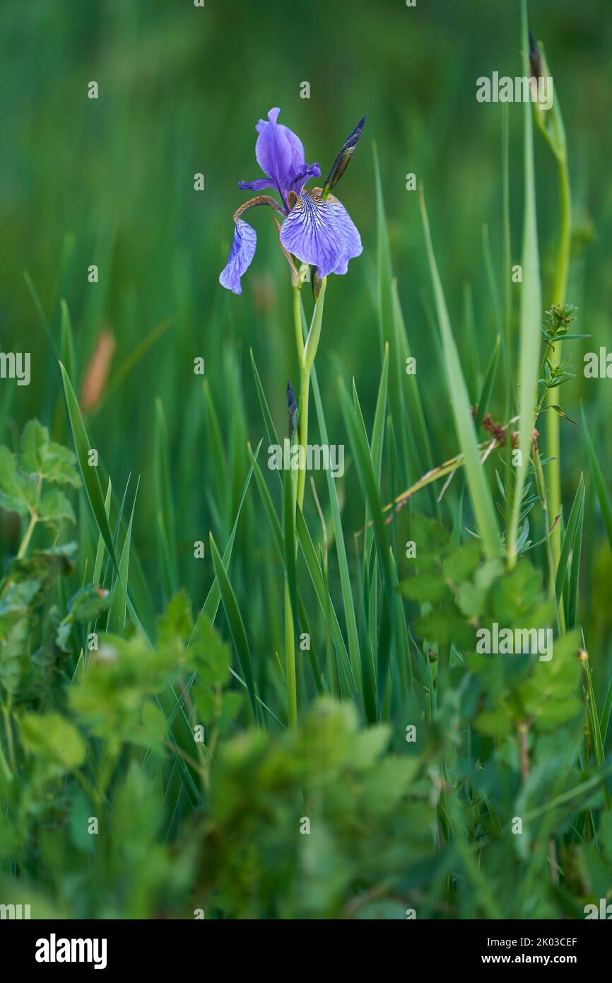 Siberian iris, meadow iris, Iris sibirica, iris Stock Photo - Alamy