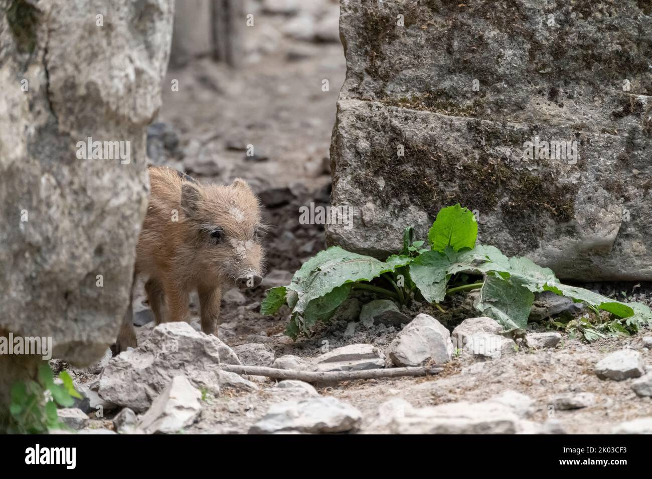 Freshet hi-res stock photography and images - Alamy