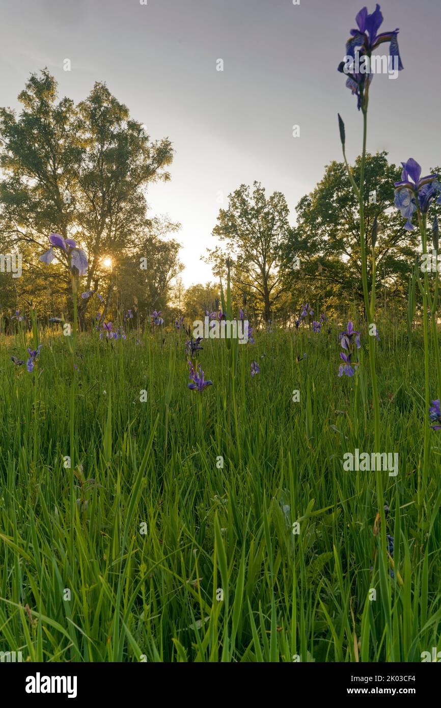 Siberian iris, meadow iris, Iris sibirica Stock Photo - Alamy