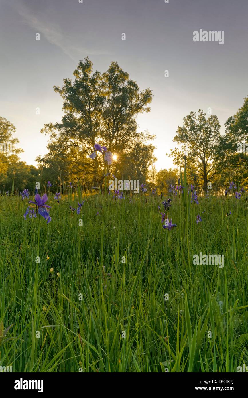 Siberian iris, meadow iris, Iris sibirica Stock Photo - Alamy