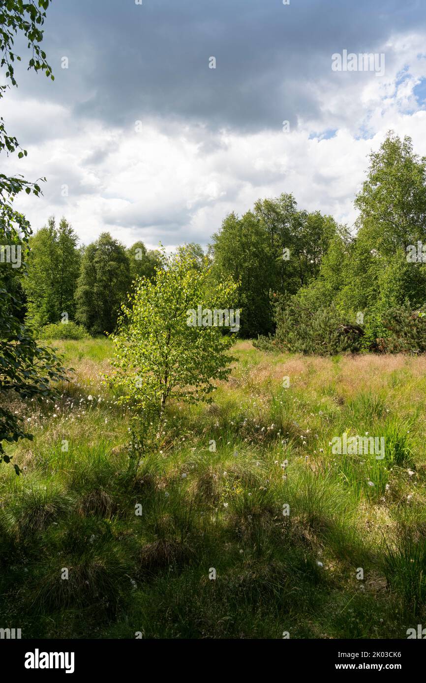 Black Moor" nature reserve, Rhön Biosphere Reserve, Lower Franconia ...
