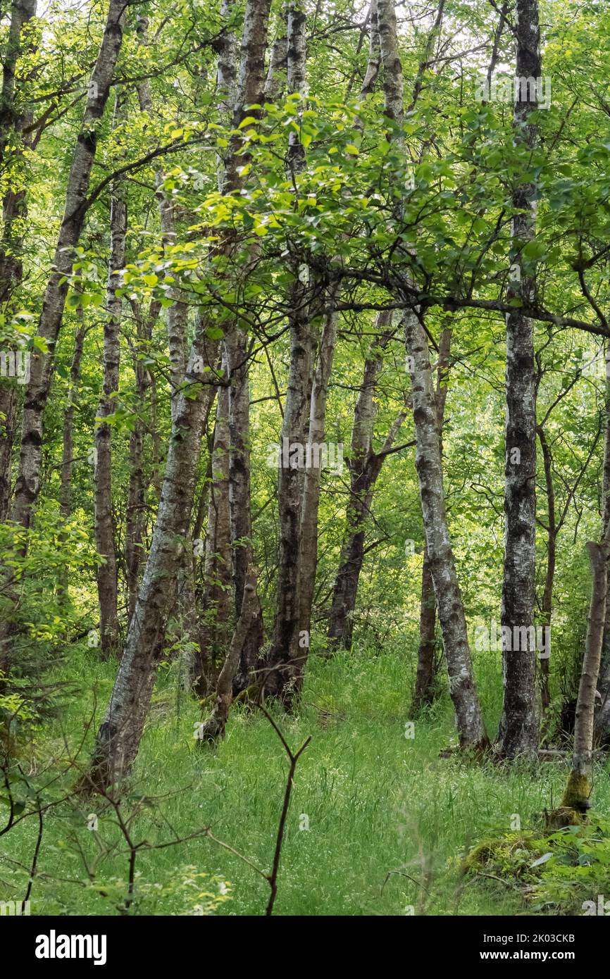 Black Moor" nature reserve, Rhön Biosphere Reserve, Lower Franconia ...
