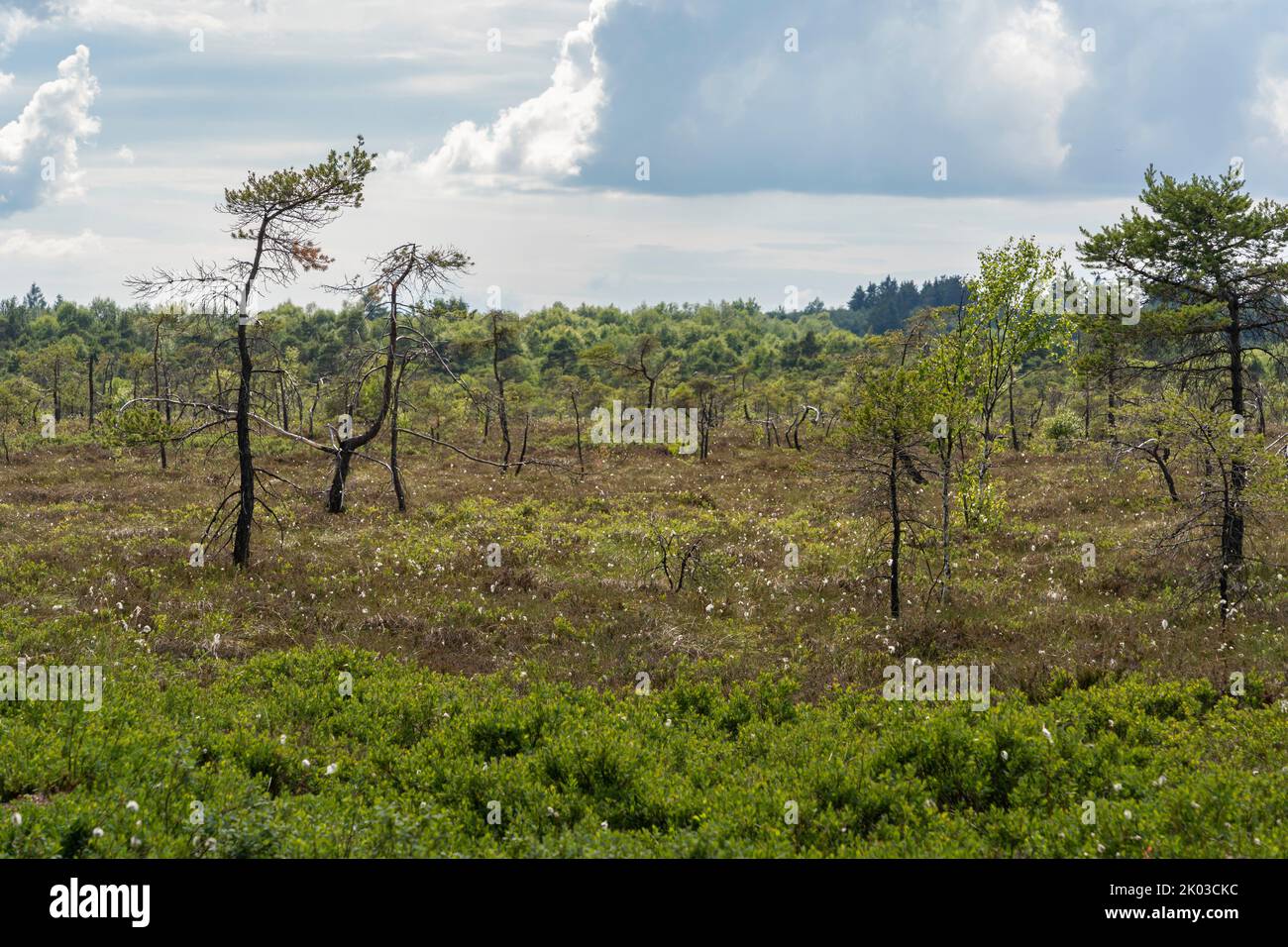 Black Moor" nature reserve, Rhön Biosphere Reserve, Lower Franconia ...