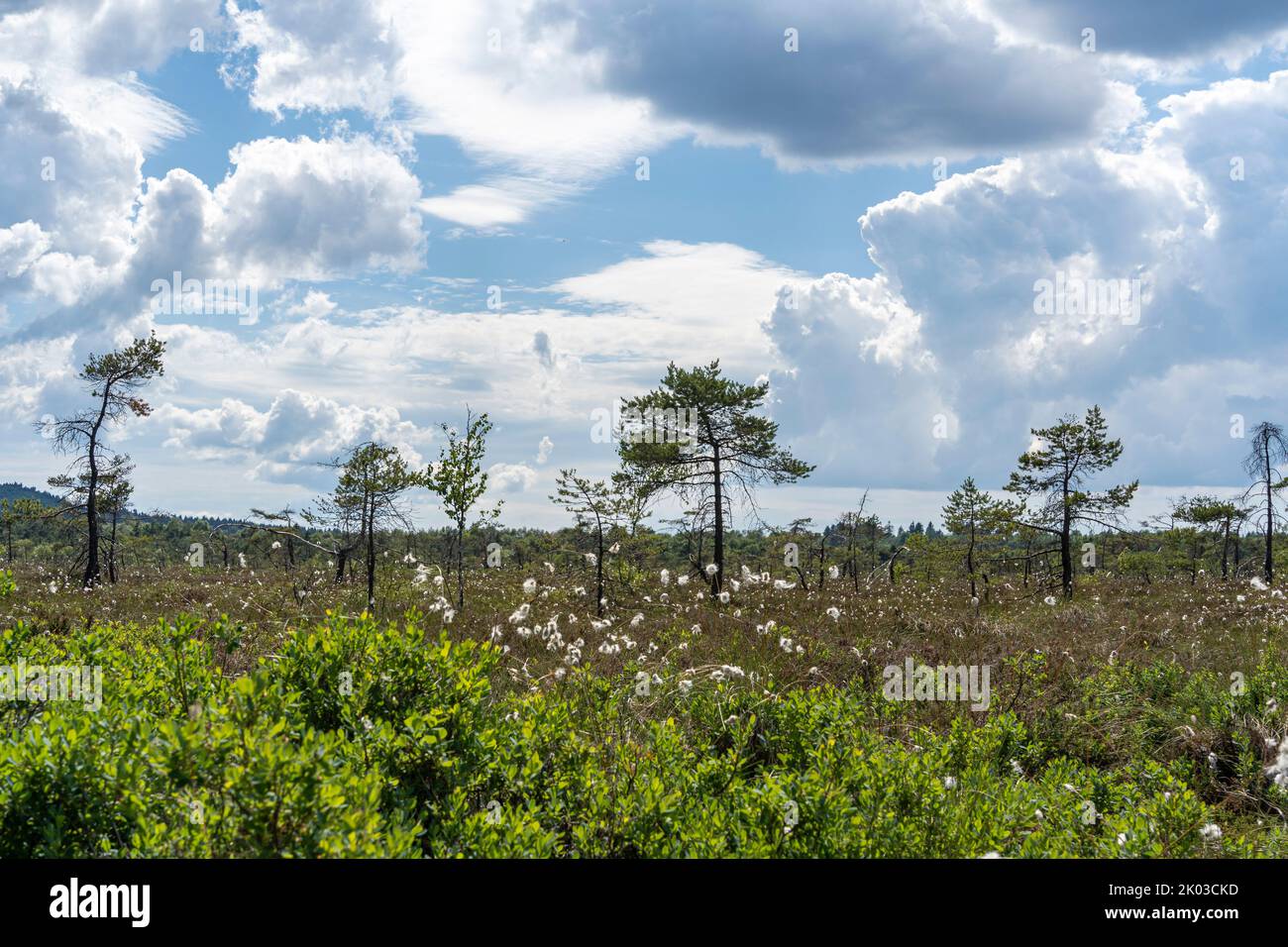 Black Moor" nature reserve, Rhön Biosphere Reserve, Lower Franconia ...