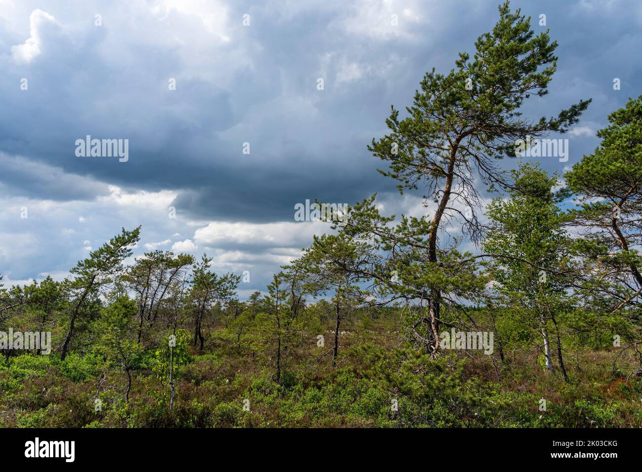 Black Moor" nature reserve, Rhön Biosphere Reserve, Lower Franconia ...