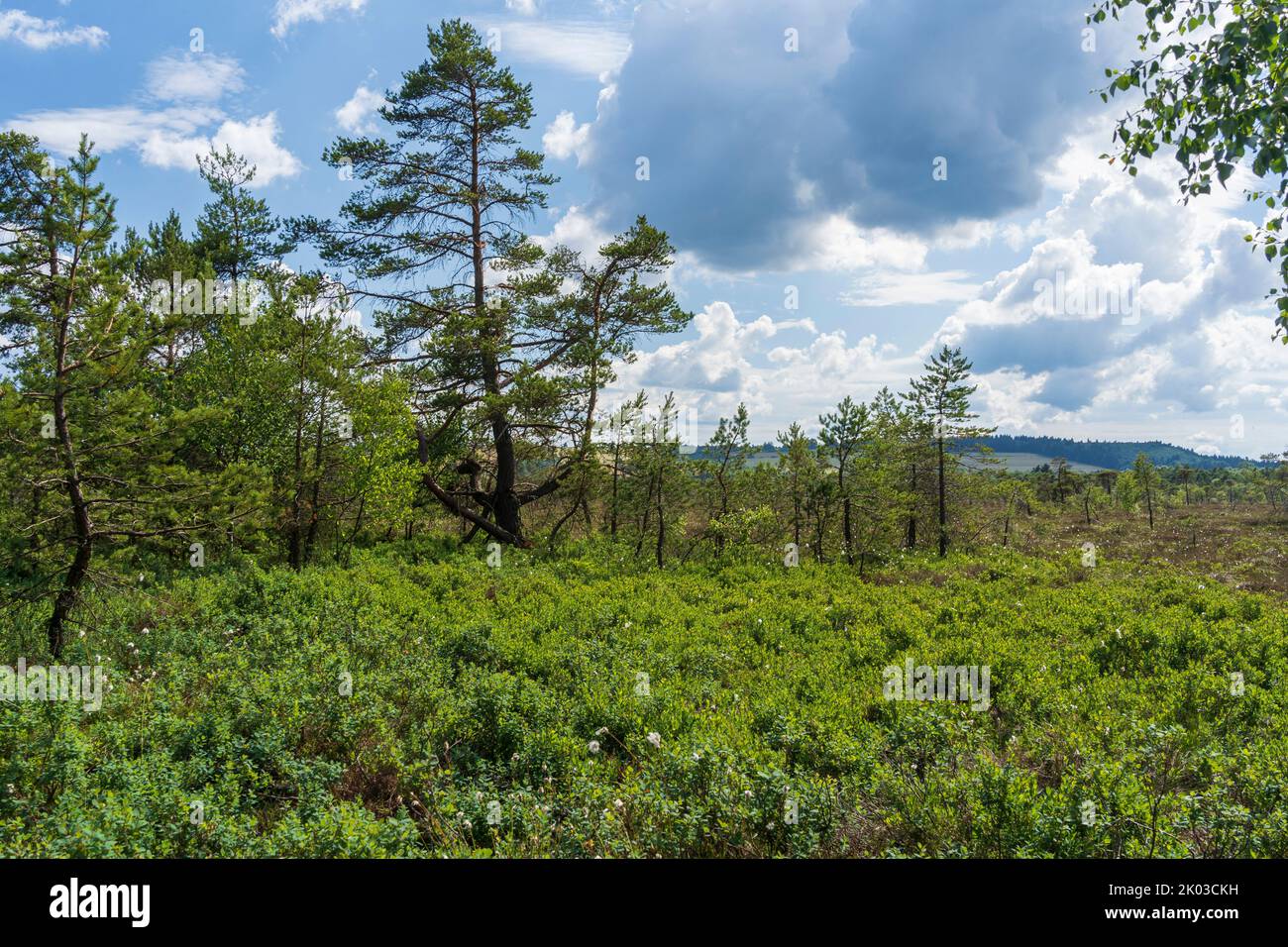 Black Moor" nature reserve, Rhön Biosphere Reserve, Lower Franconia ...