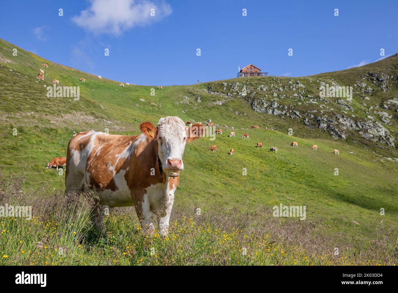 Austria, Tyrol, Alps of Tux. Grazing cows near the Tuxerjoch-haus ...