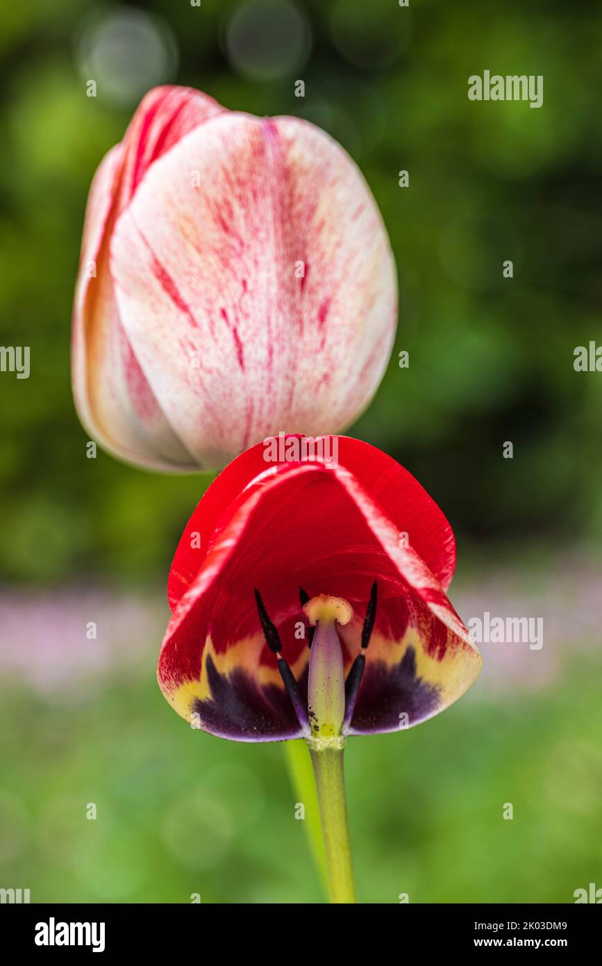 Open tulip cup hi-res stock photography and images - Alamy