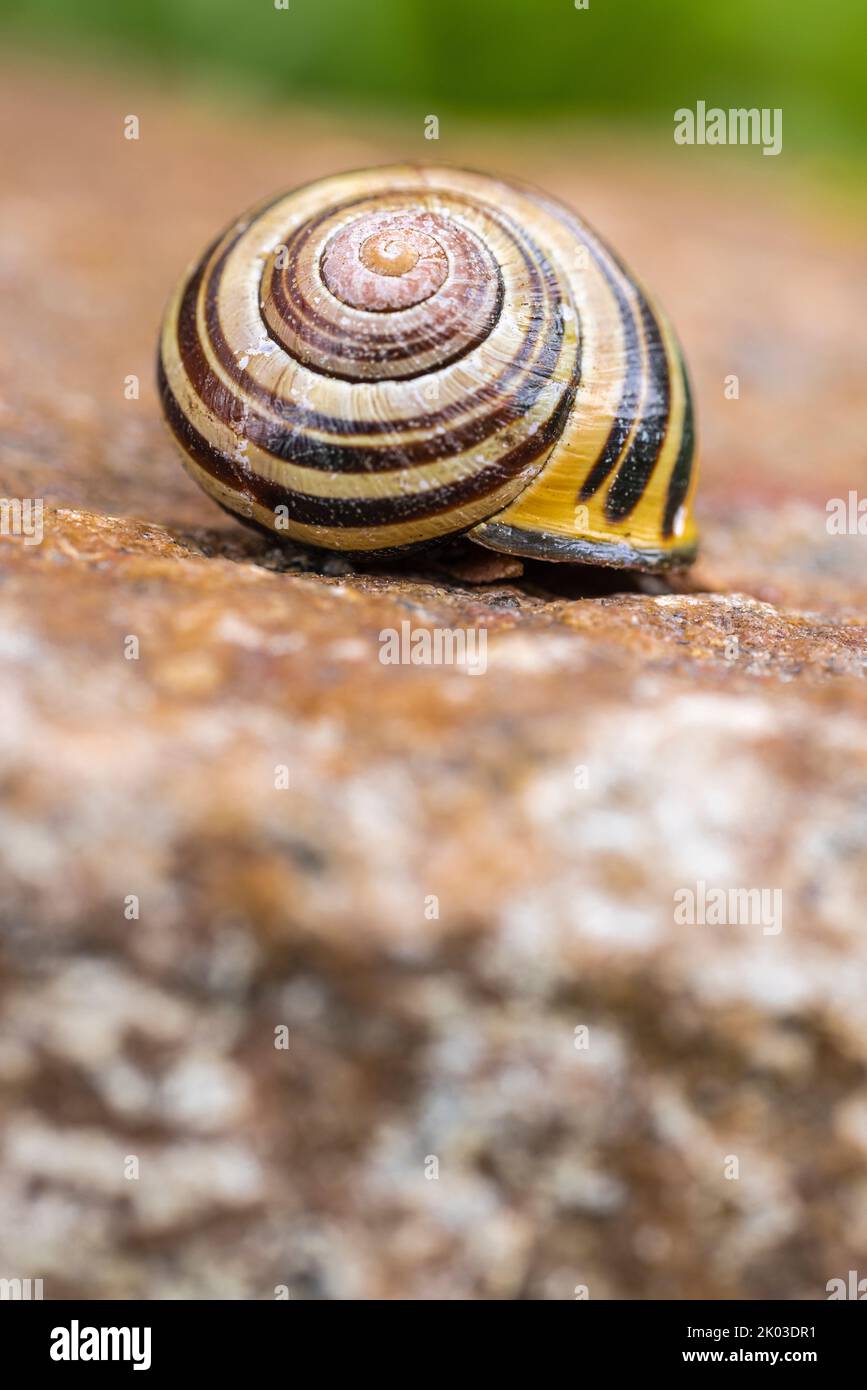 Snail pod hi-res stock photography and images - Alamy