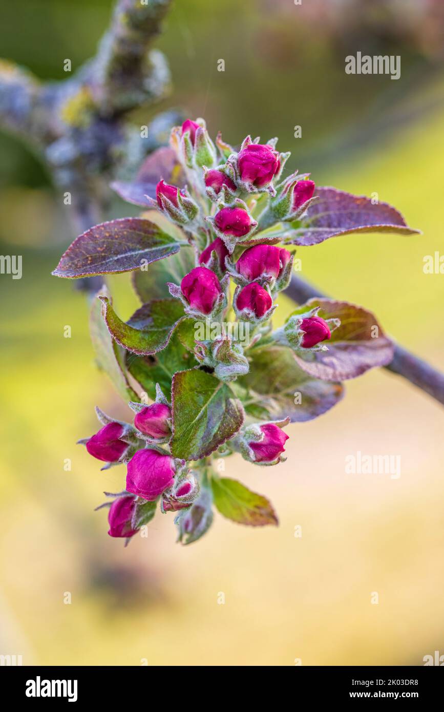 Budding inflorescence hi-res stock photography and images - Alamy