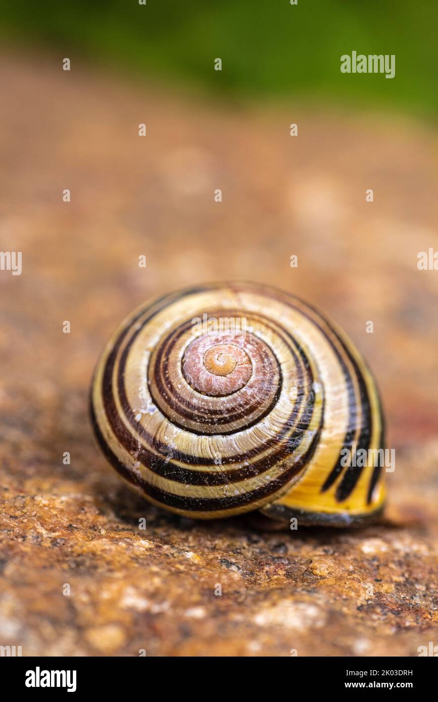 Close up of a snail shell on a stone Stock Photo - Alamy