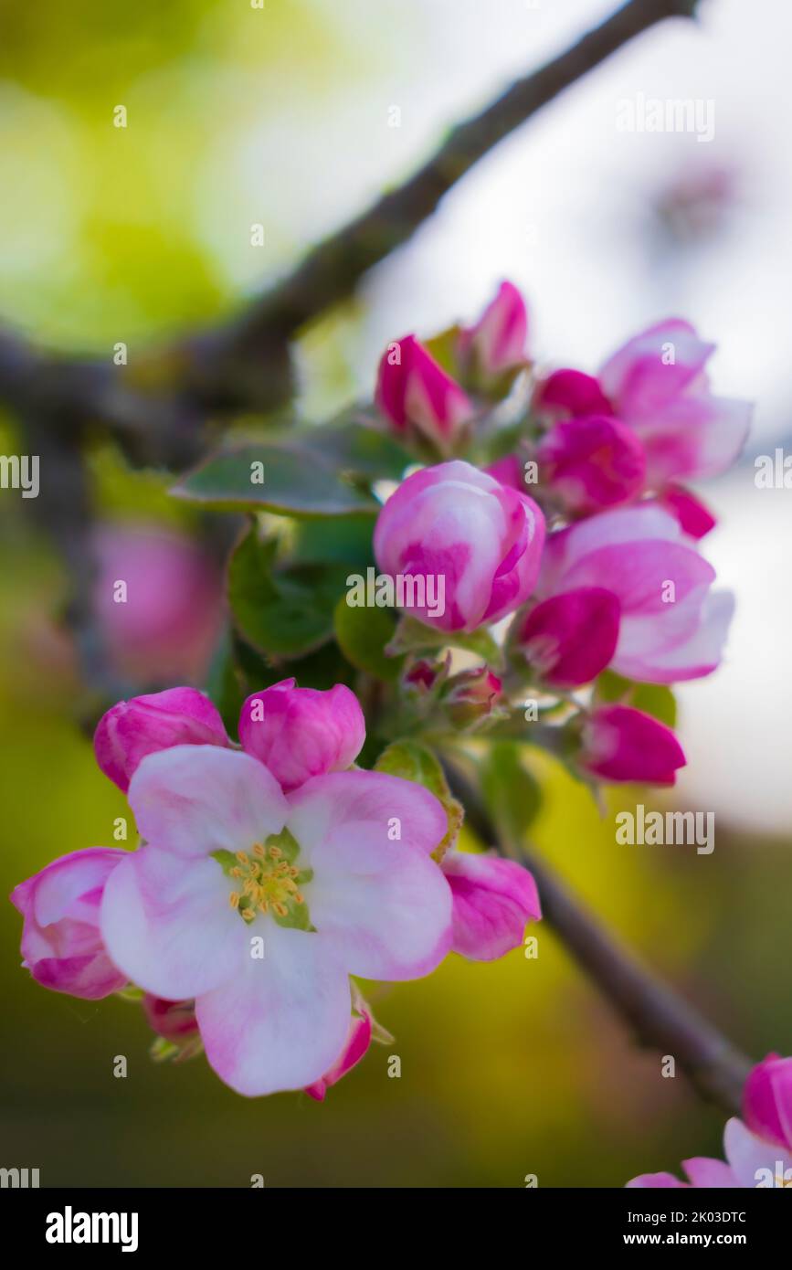 Closeup shot apple plant hi-res stock photography and images - Alamy