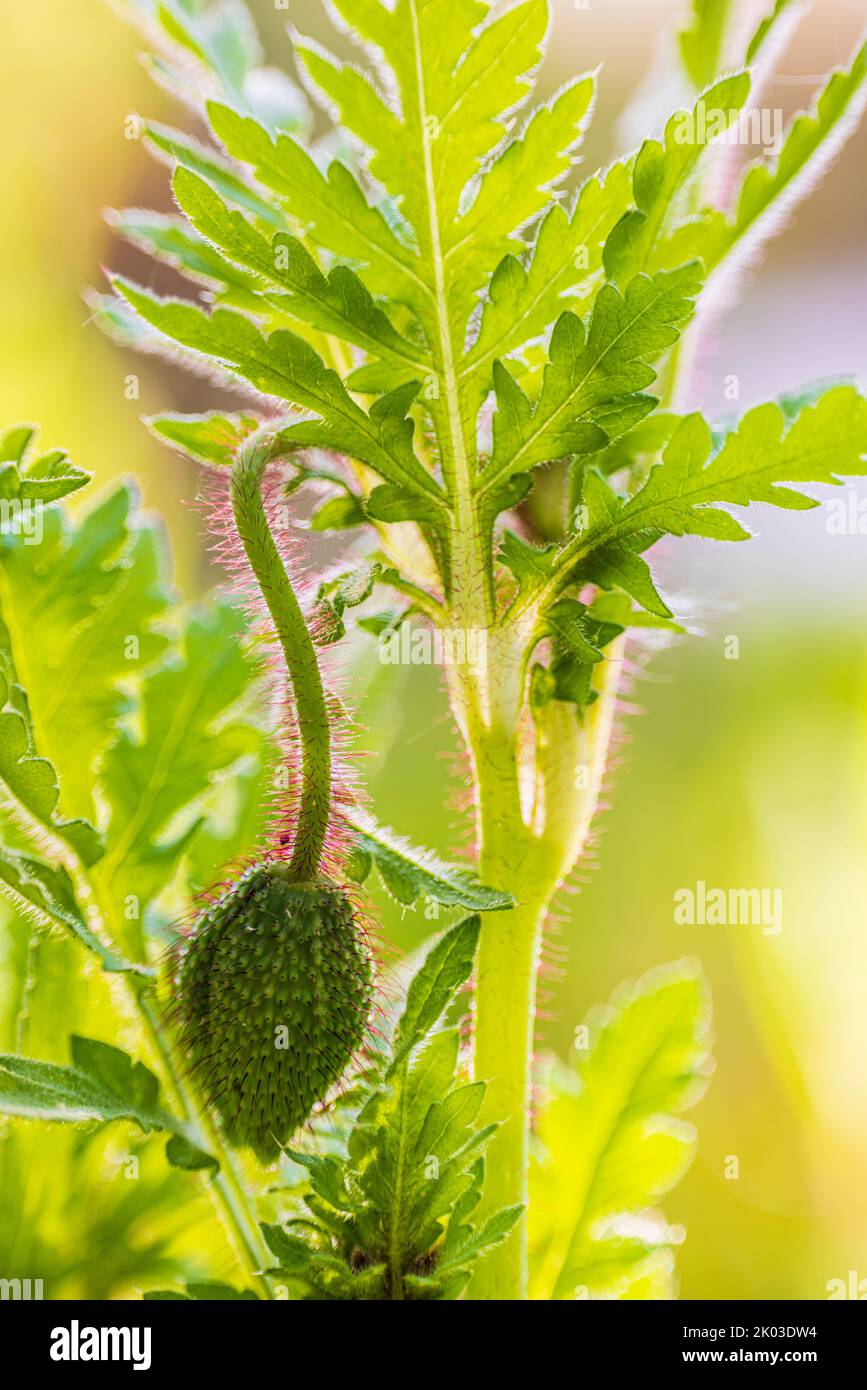 Opium poppy (Papaver somniferum), flower bud, closeup Stock Photo - Alamy