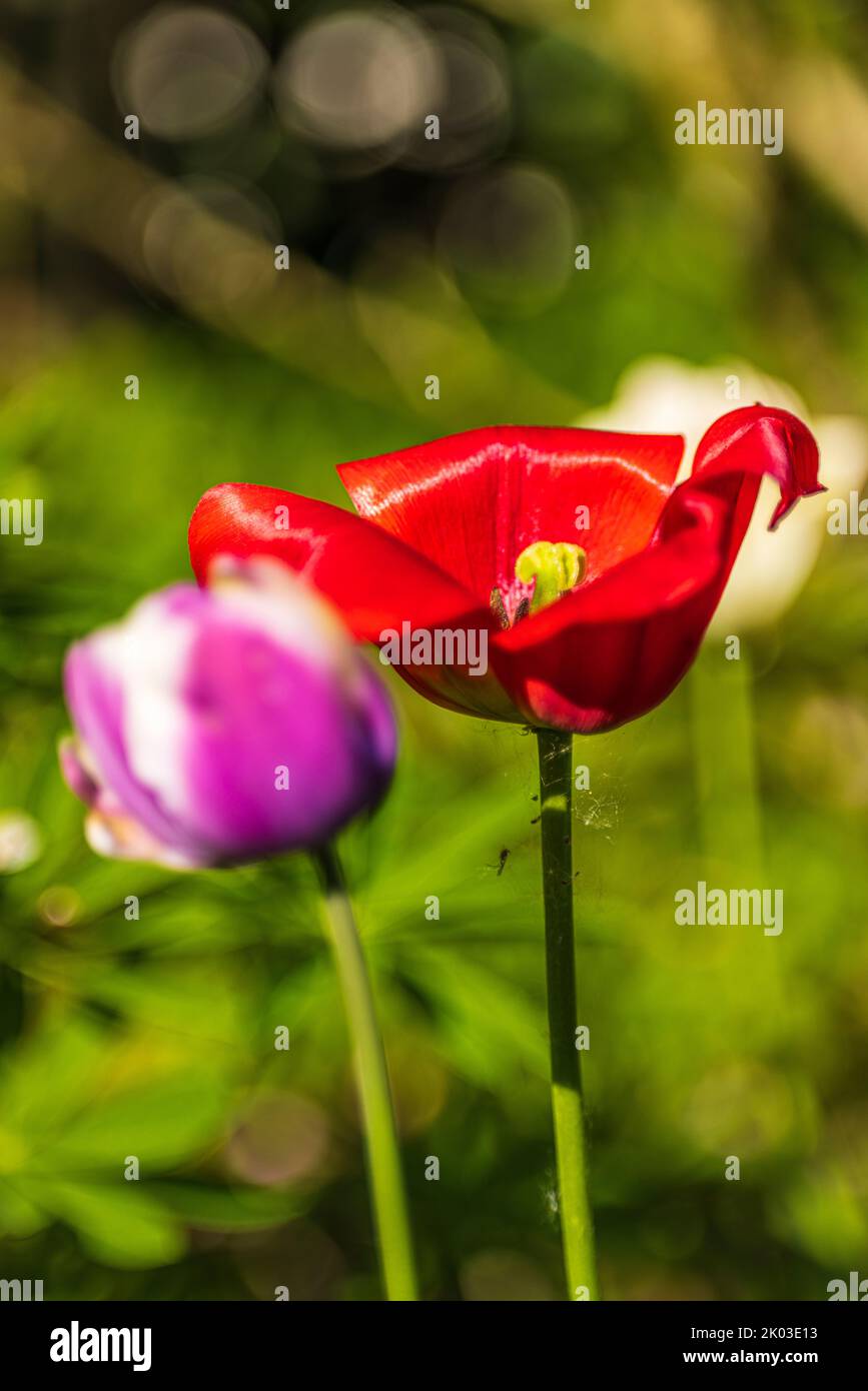 Open tulip cup hi-res stock photography and images - Alamy