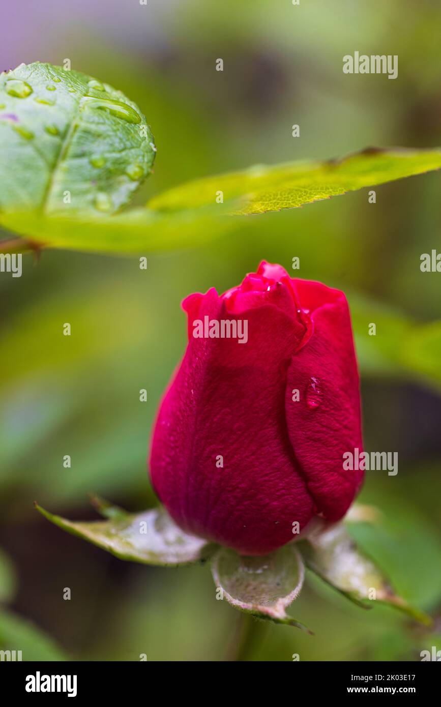 Rose after rain in garden Stock Photo - Alamy