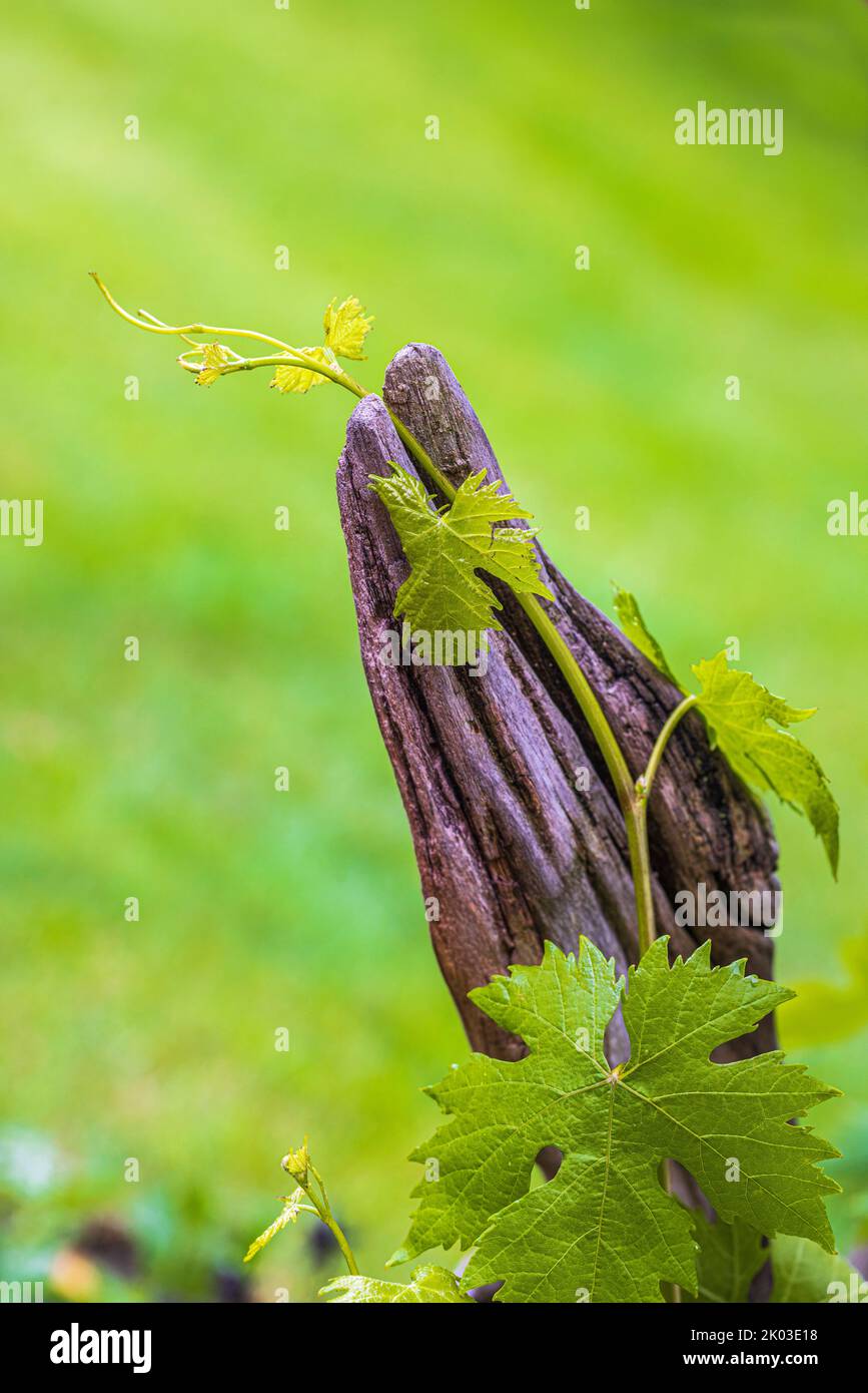 Modelled tree hi-res stock photography and images - Alamy