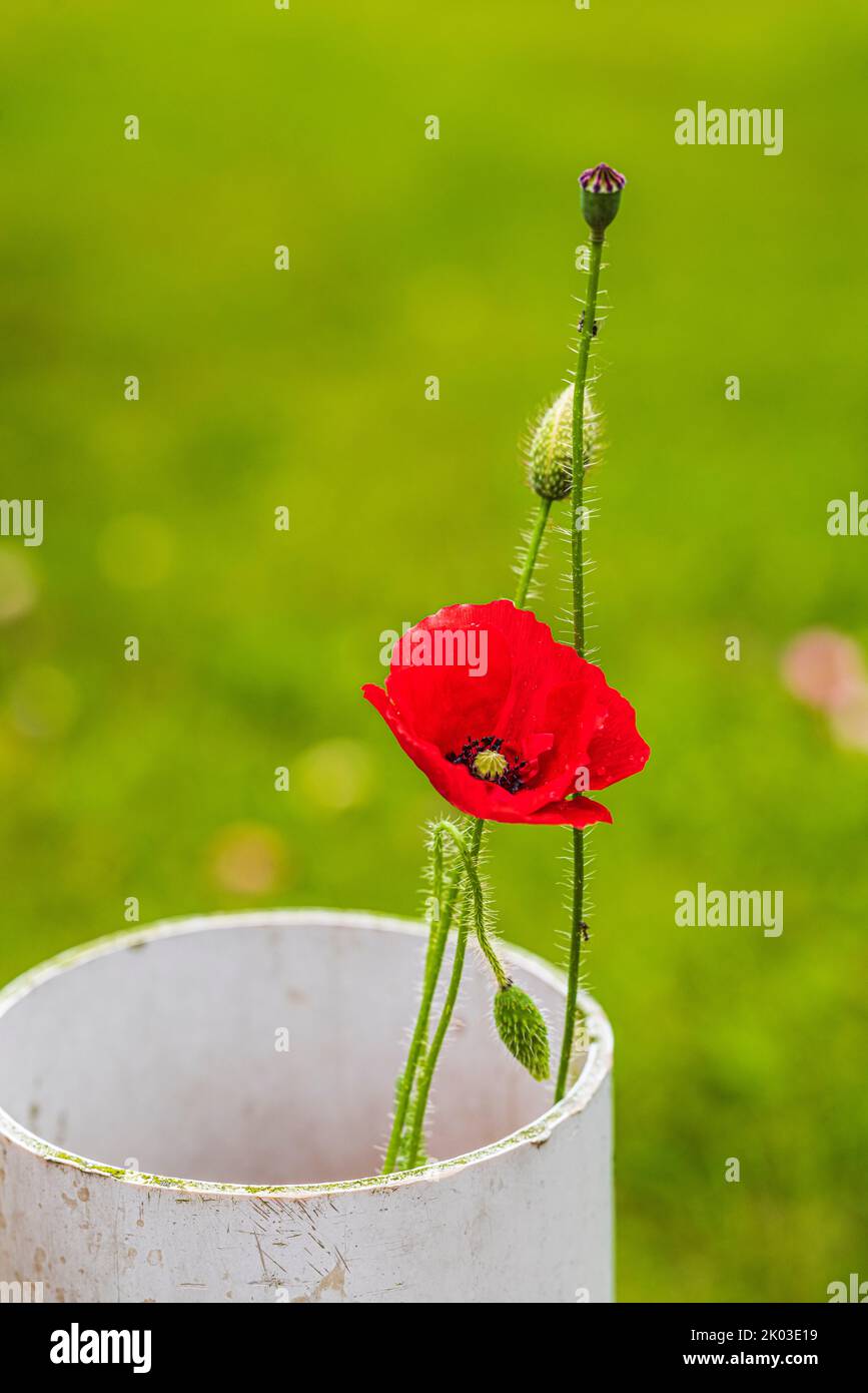isolated poppy flower grows from a tube Stock Photo - Alamy