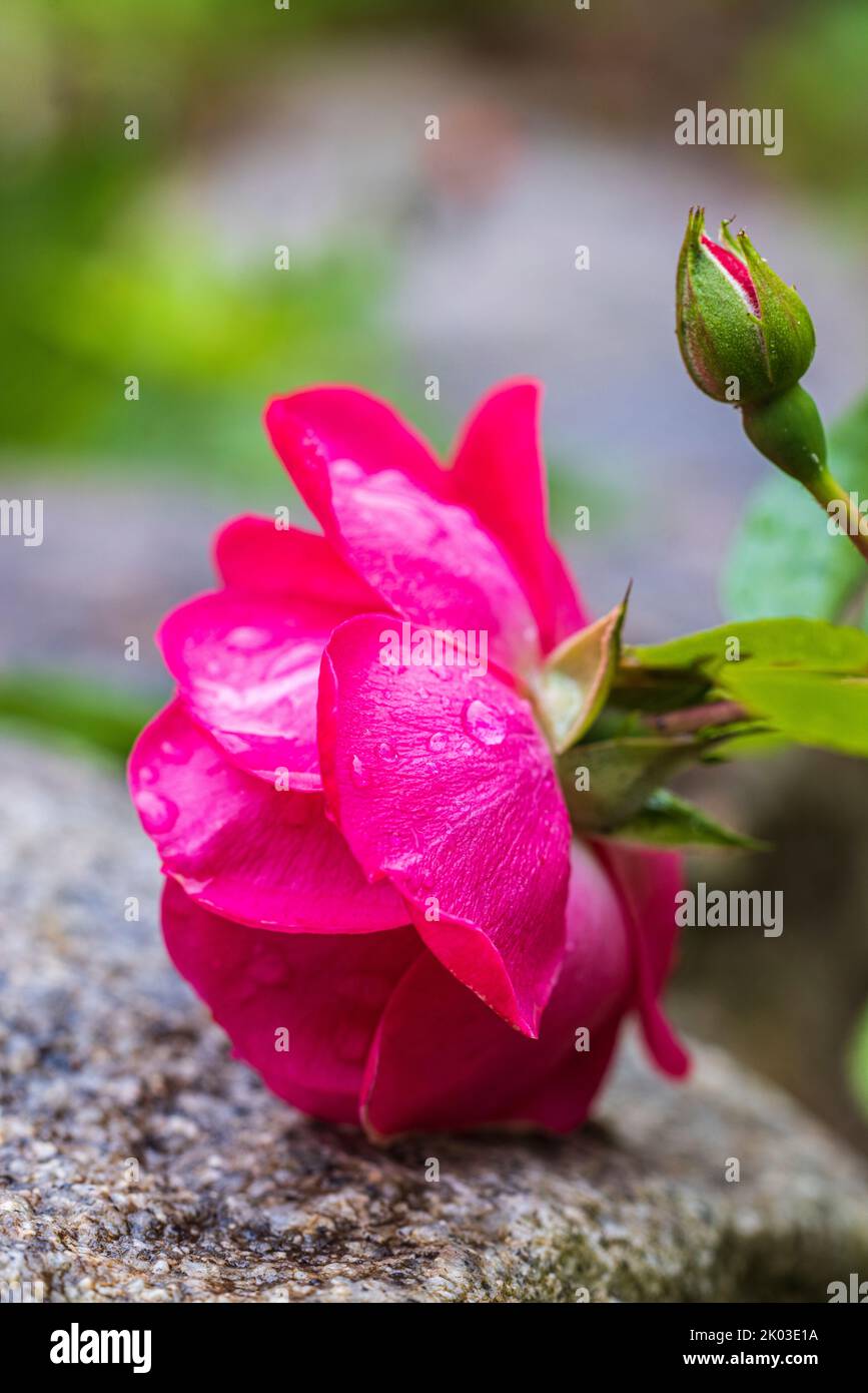 Rose plant after rain hi-res stock photography and images - Alamy