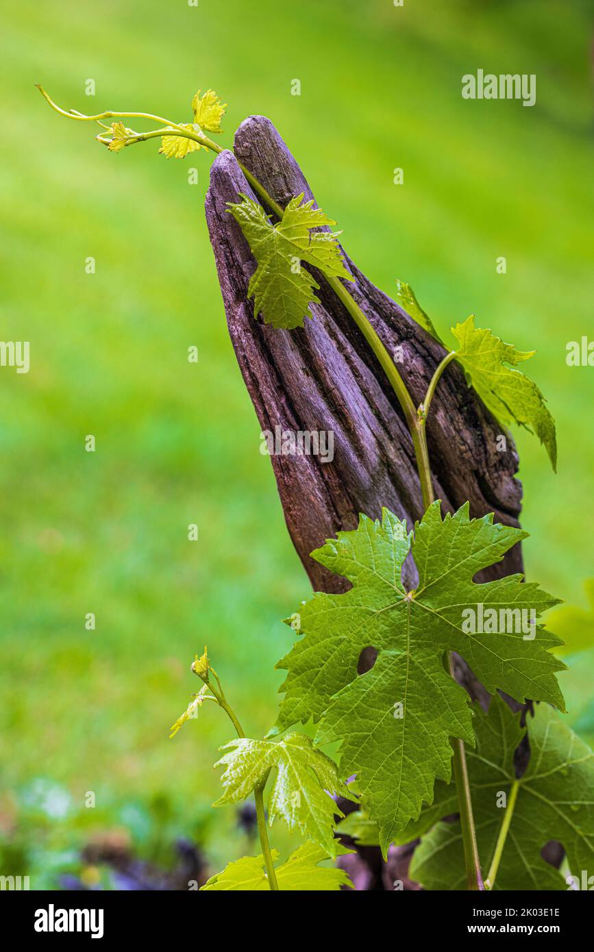 Tree root hi-res stock photography and images - Alamy