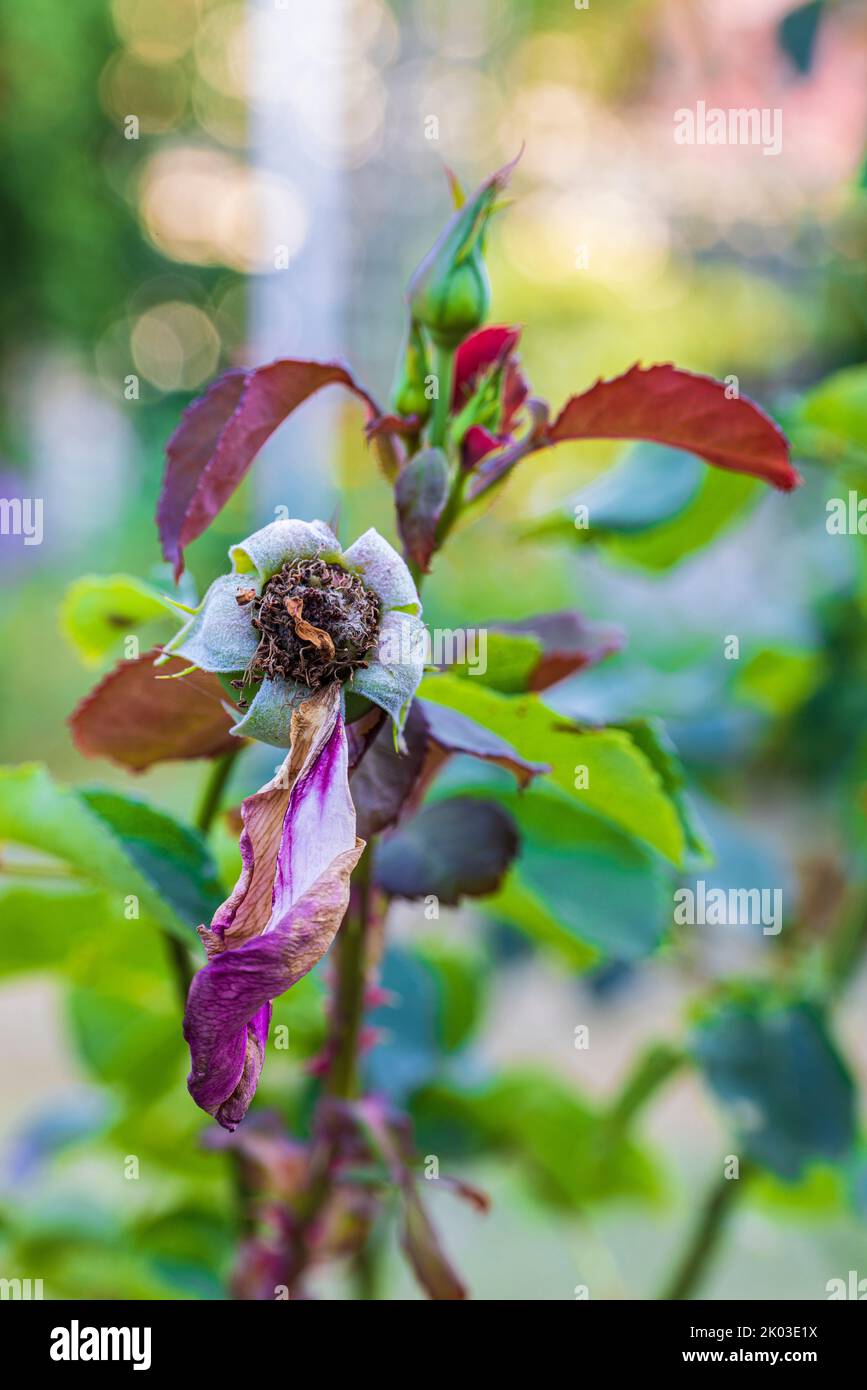 Rose, faded, bud, abstract circular bokeh Stock Photo - Alamy