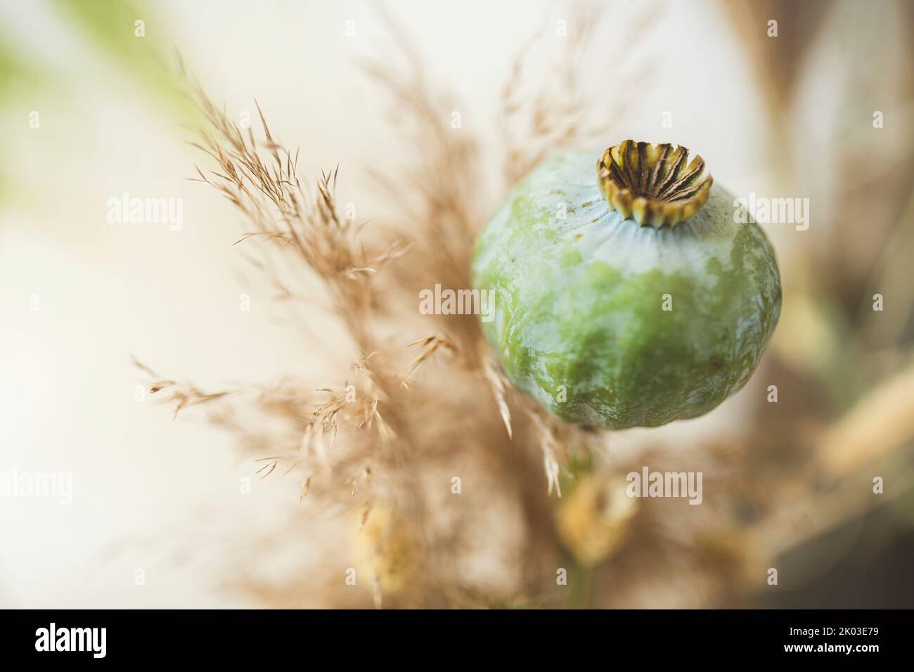 Poppy pod, close up Stock Photo - Alamy