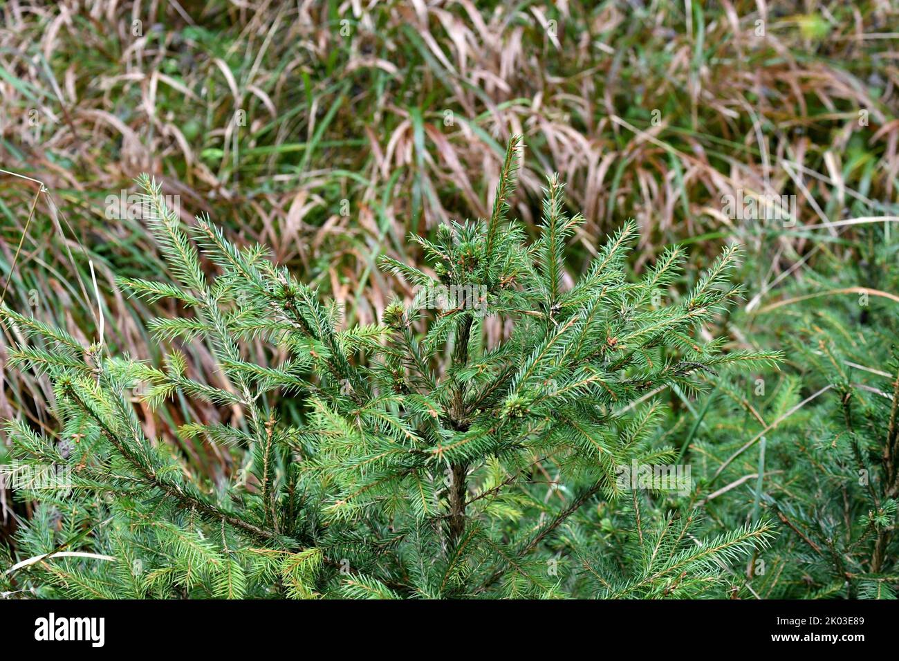 Red Deer browsing Stock Photo - Alamy