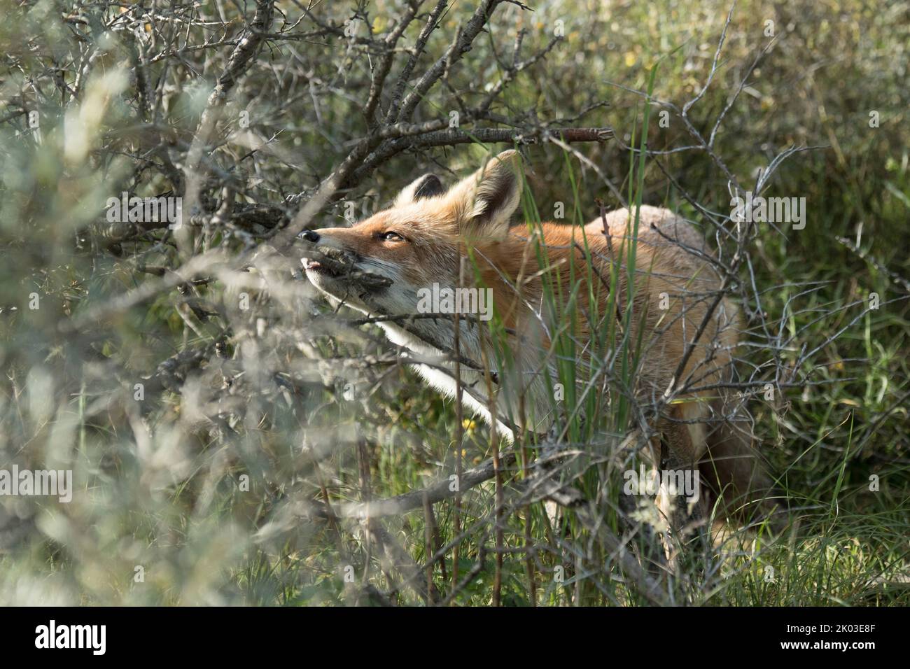 Scent of a fox hi-res stock photography and images - Alamy