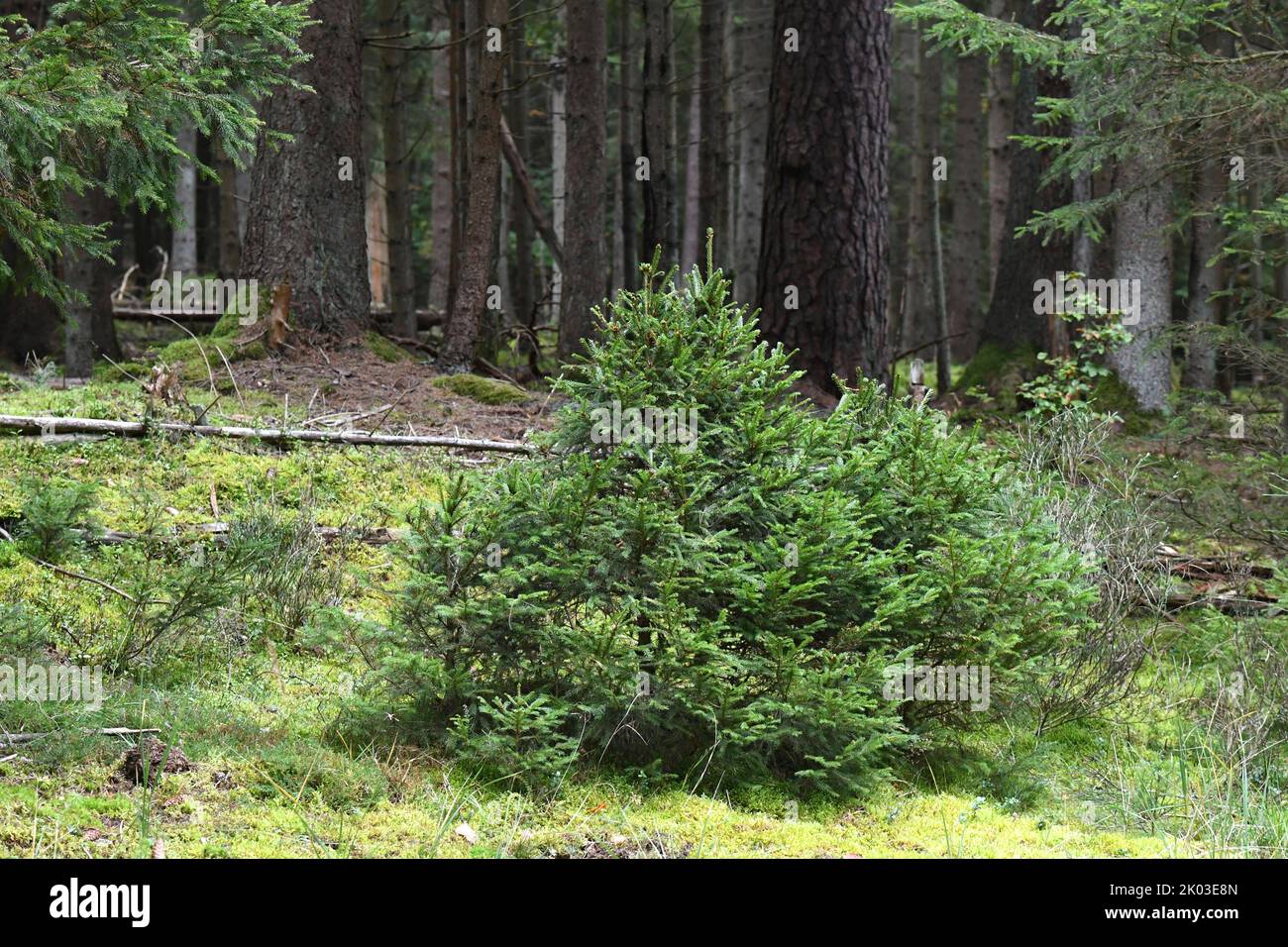 Red Deer browsing Stock Photo - Alamy