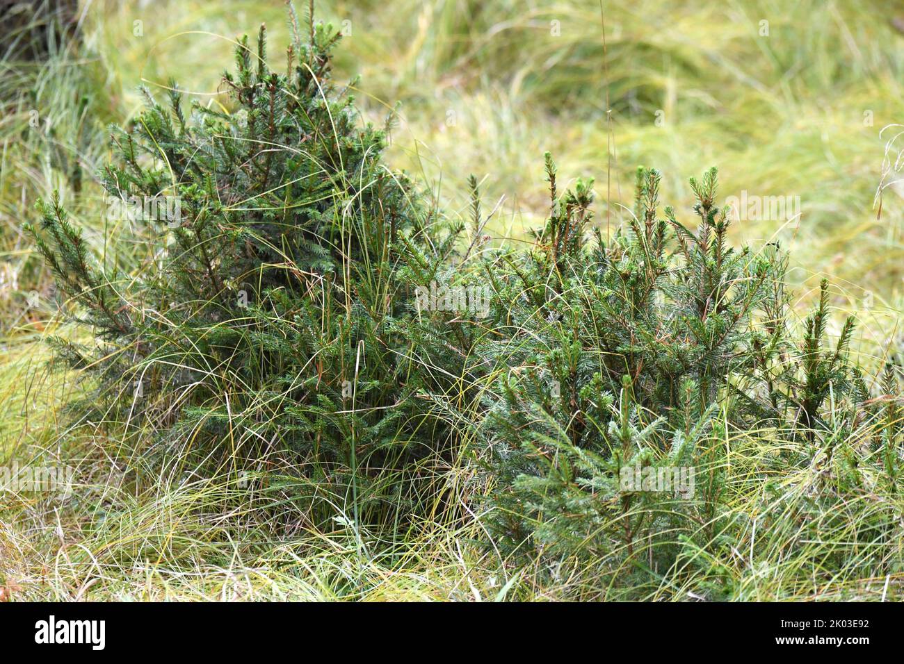 Red Deer browsing Stock Photo - Alamy