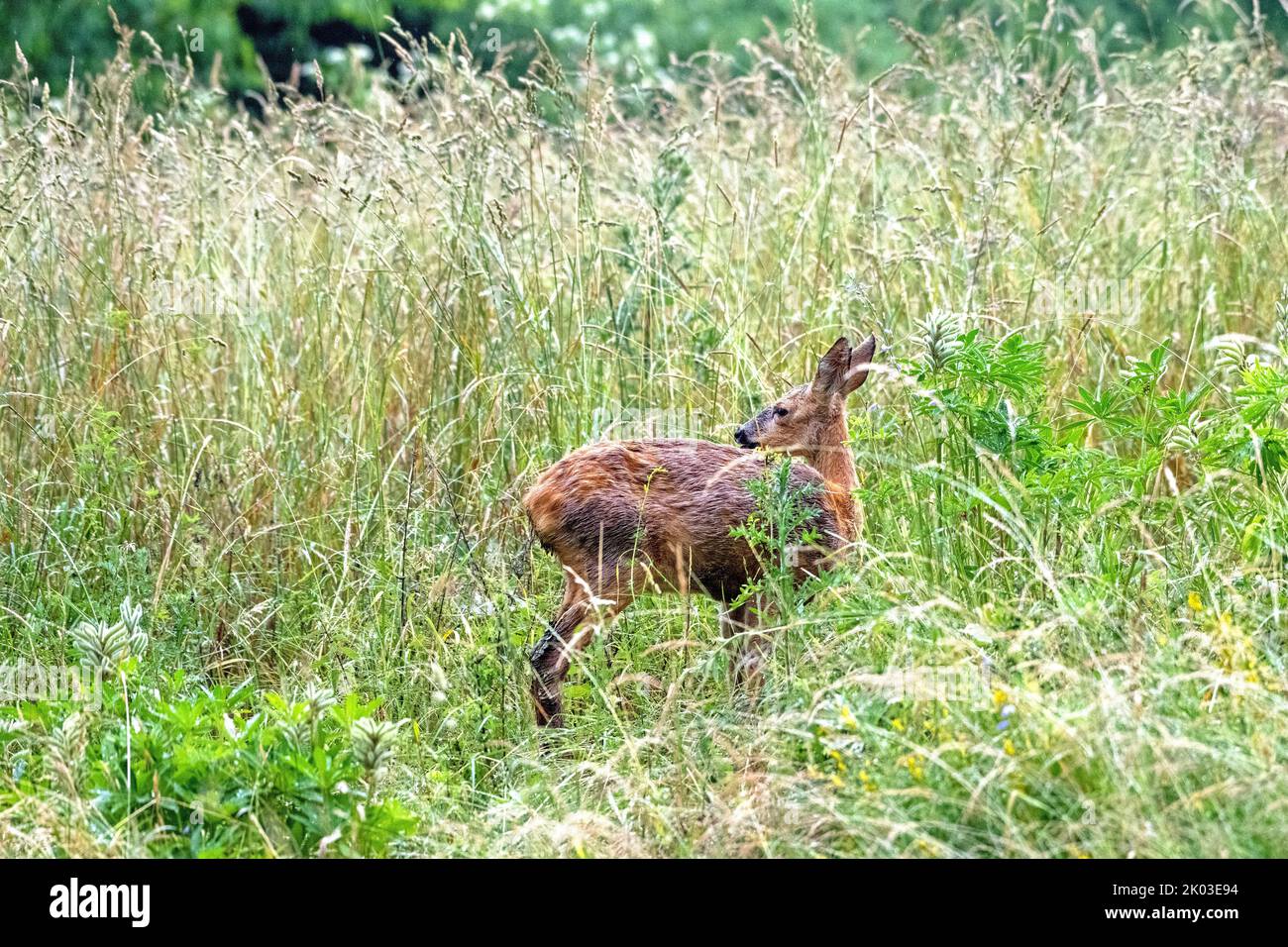 Doe in forest hi-res stock photography and images - Alamy