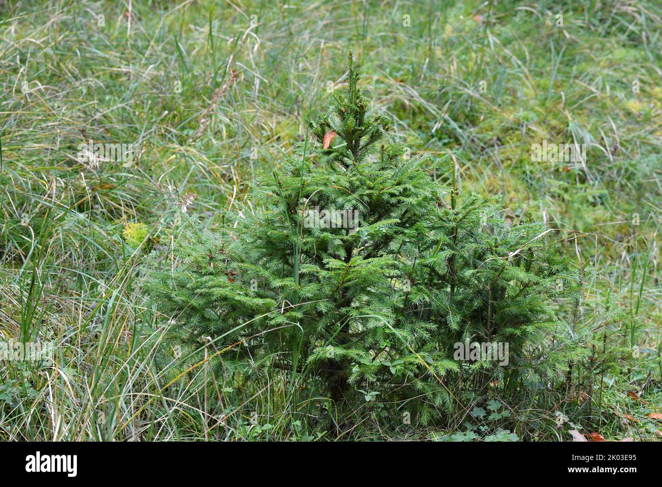 Red Deer browsing Stock Photo - Alamy