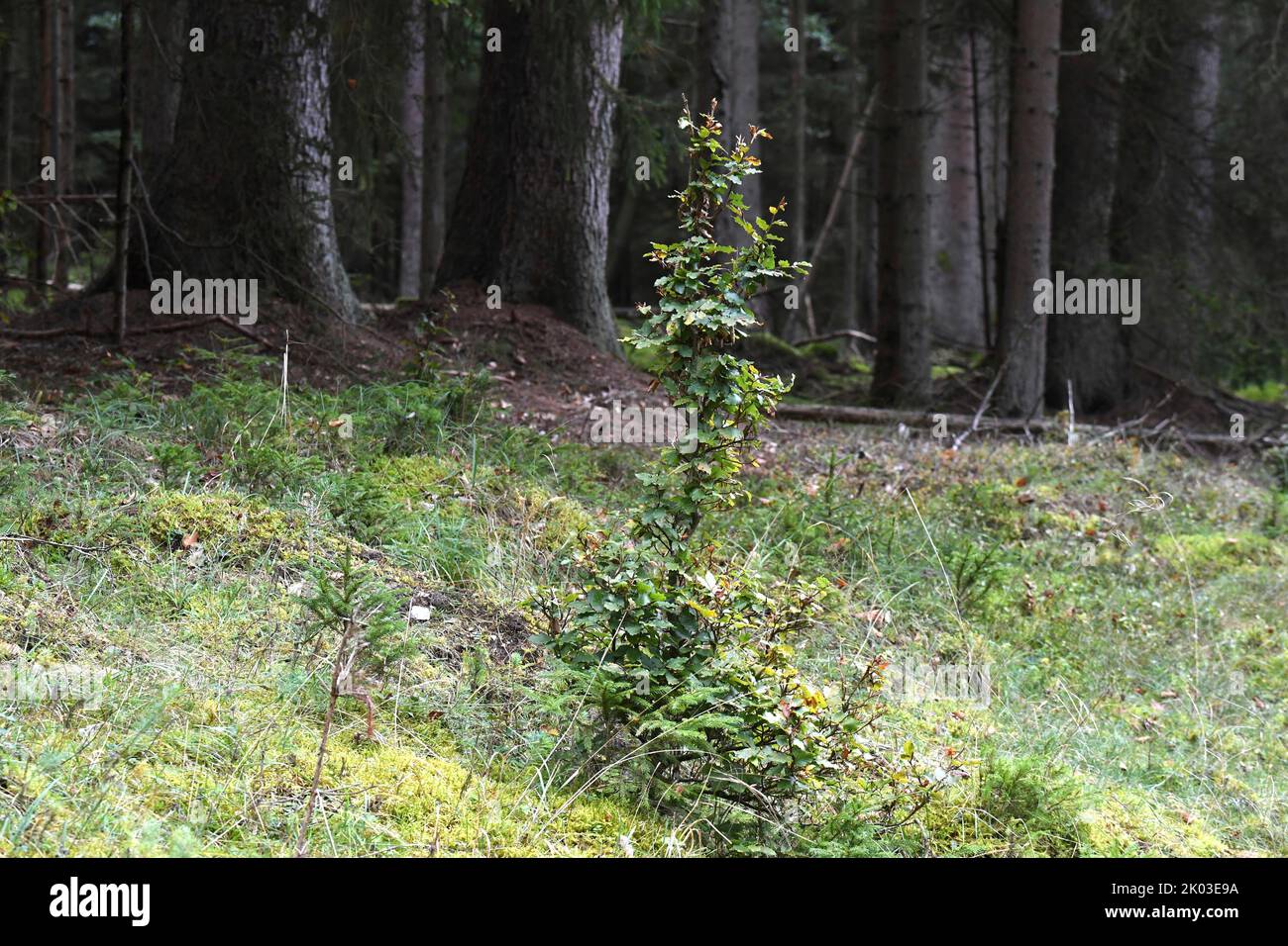 Red Deer browsing Stock Photo - Alamy