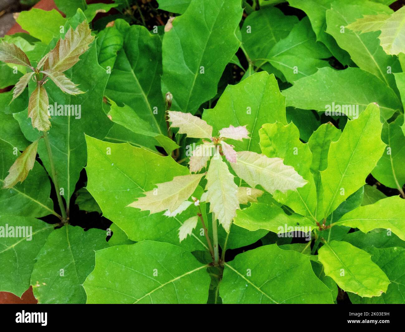 Red oak, Quercus rubra Stock Photo - Alamy