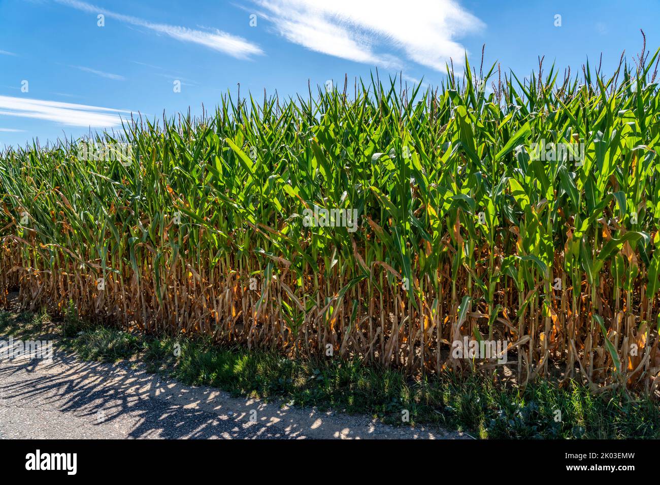 Maize field, fodder maize Stock Photo - Alamy