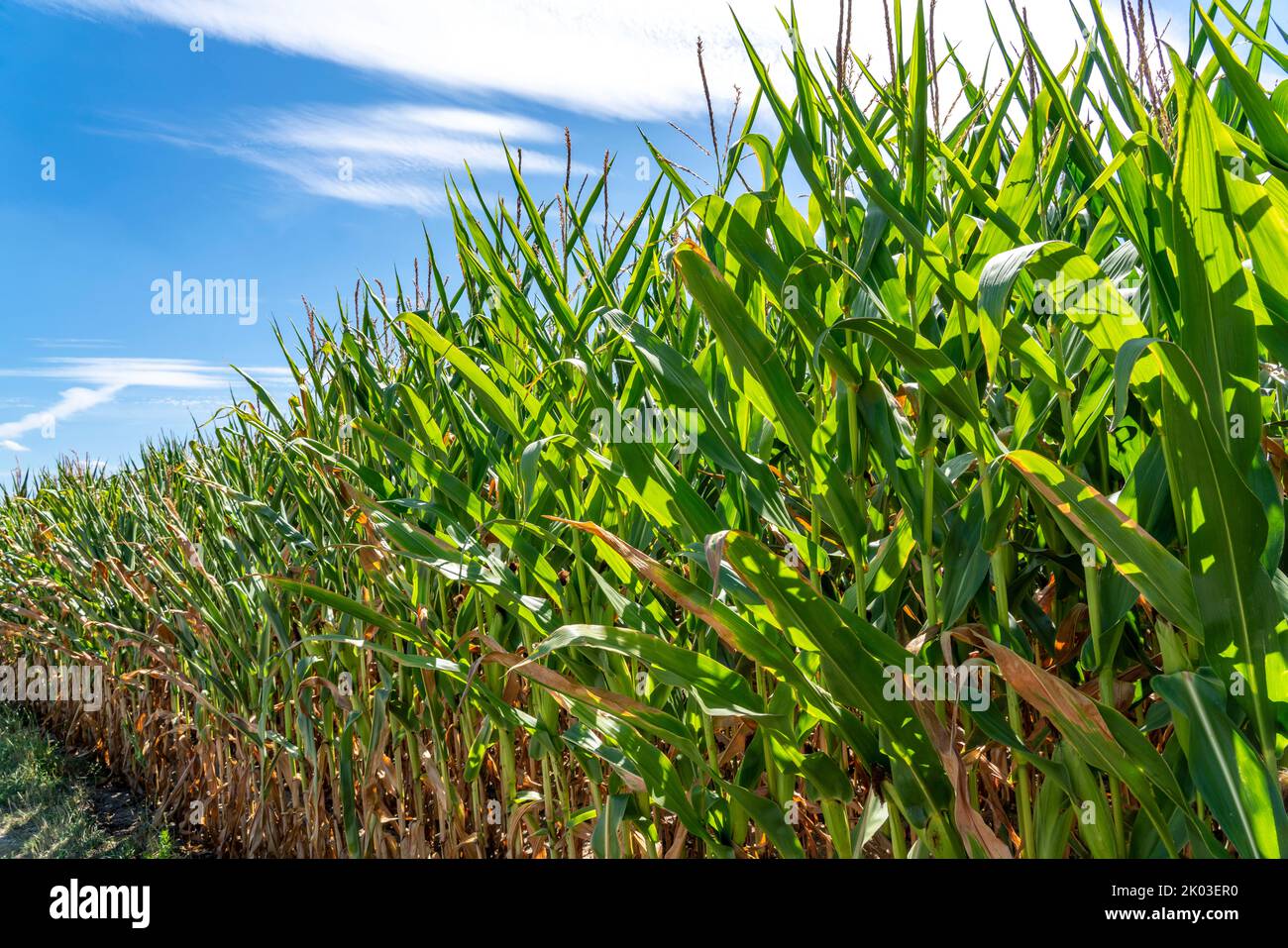 Maize field, fodder maize Stock Photo - Alamy